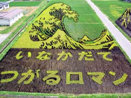 Amazing rice fields of Japan – Shoot First Eat Later